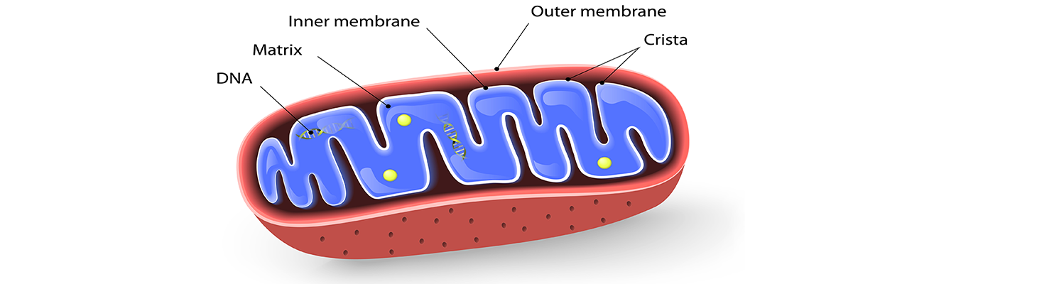 Wo Kommen Mitochondrien Vor _ Mitochondrien • Aufbau und Funktion, ATP ...
